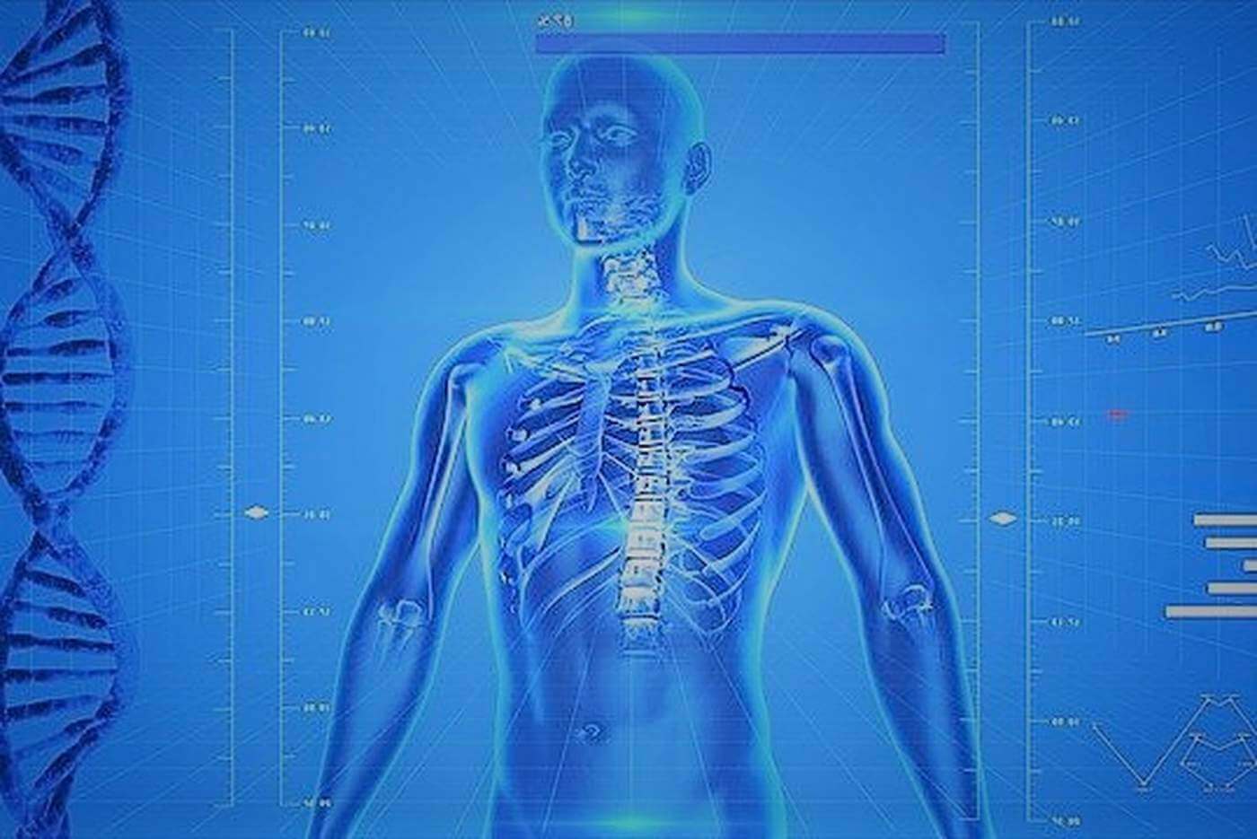 Comment fonctionne notre corps