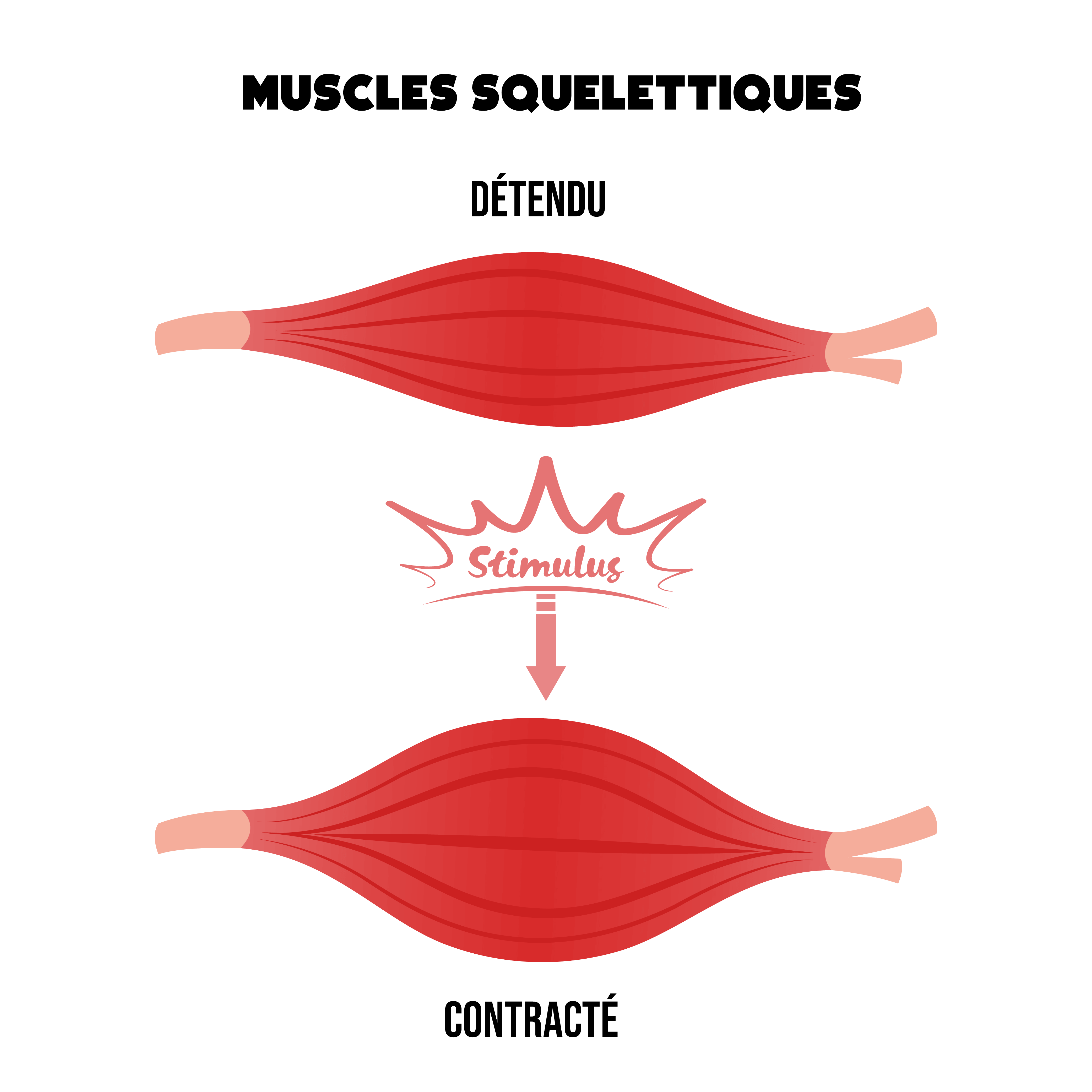 Comment fonctionnent nos muscles