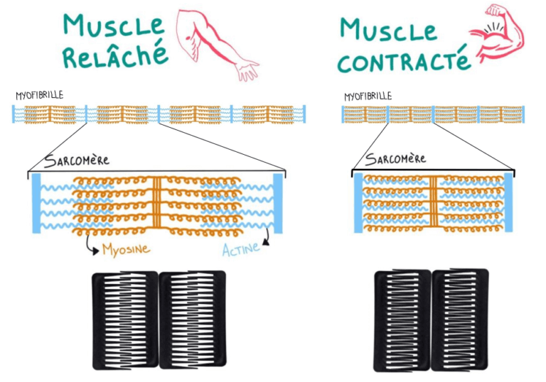 Comment fonctionnent nos muscles