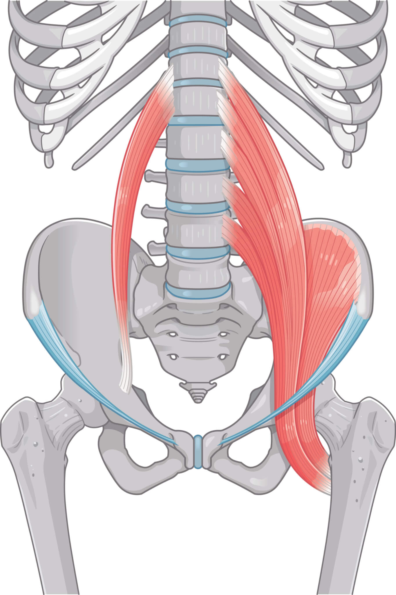 Pourquoi il est important d'étirer le psoas