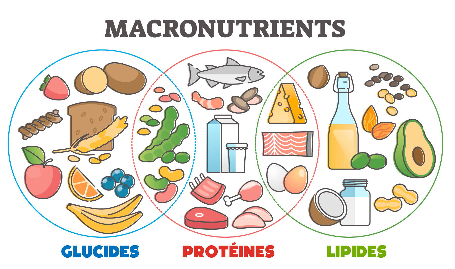 Comment Calculer Ses Apports Nutritionnels en Macronutriments